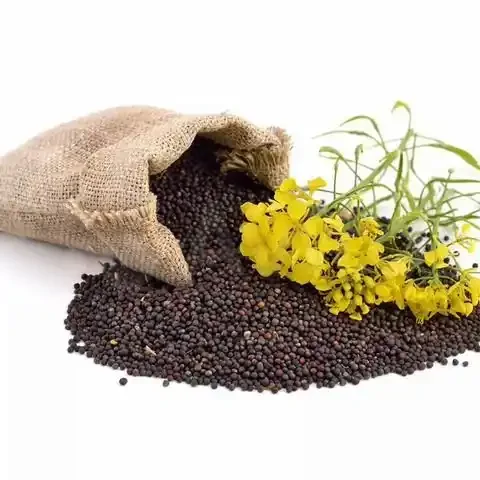 Chia Seed - Salvia Hispanica Seed Nanda Baguli Landa Baguli Sabja Seeds ...
