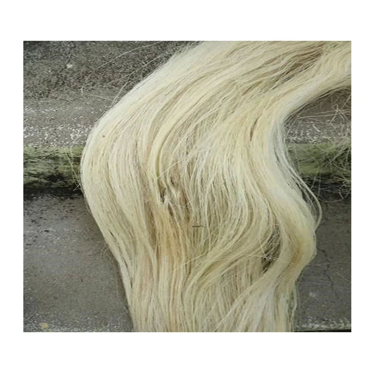 Sisal Fiber Natural Sisal Fiber In Perfect Quality For Sisal Cloth ...