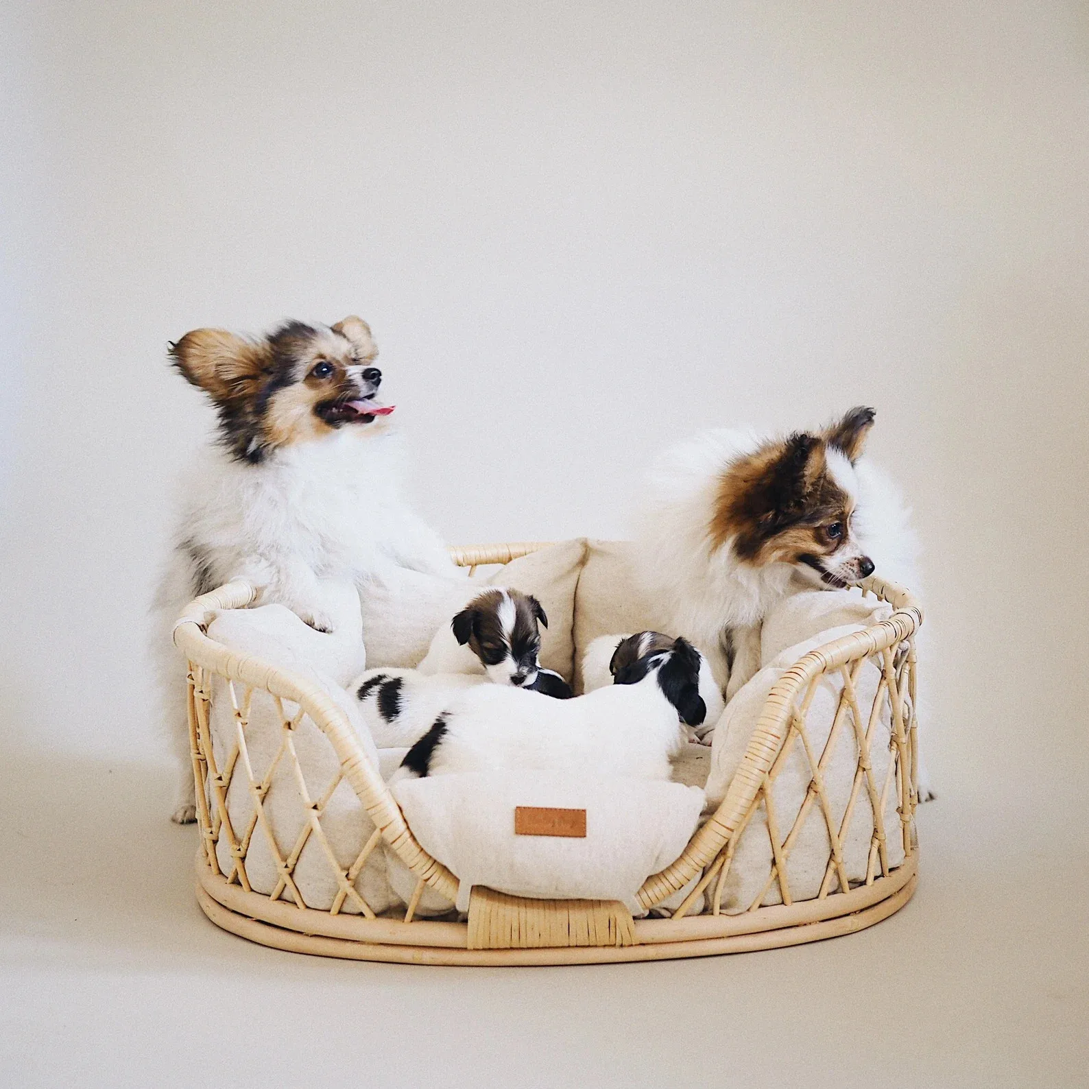 Hot Trend Pet Cat Dog Bedding Products Rattan Woven Beds Wicker Dogs ...