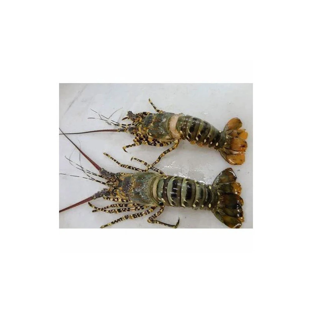 Lobster,Spiny Lobster,Frozen Lobster - Buy Fresh Cheapest Live Canadian ...