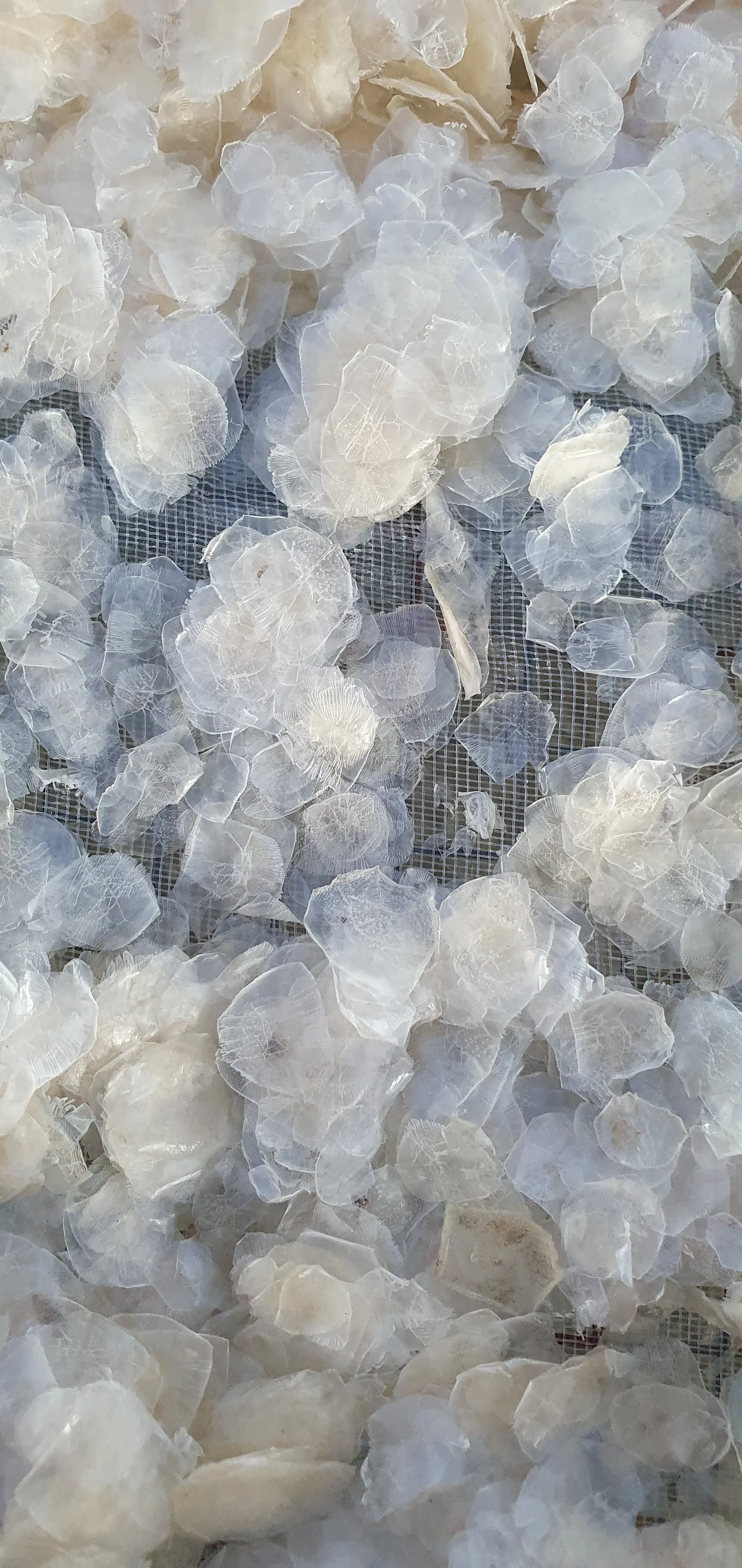 Dried Decalcified/ Barramundi / Seabass/ Snakehead Fish Scales/ Talapia ...