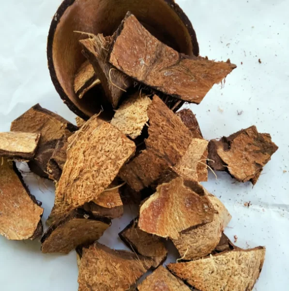 Wholesale High Quality Fresh Coconut Shell Export Large Quantities From ...