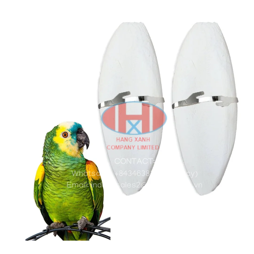 Natural Dried Cuttlefish Bone - From Vietnam Factory/ Cuttlebone Bird ...