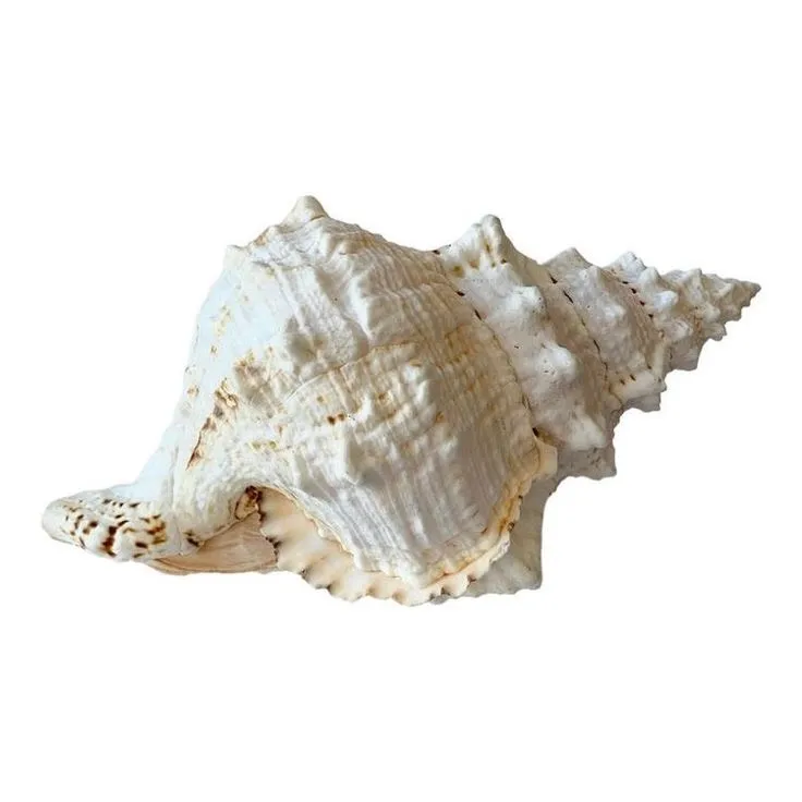Home and Foods Decoration Craft Seashell Polished Natural Sea Shell Tom ...