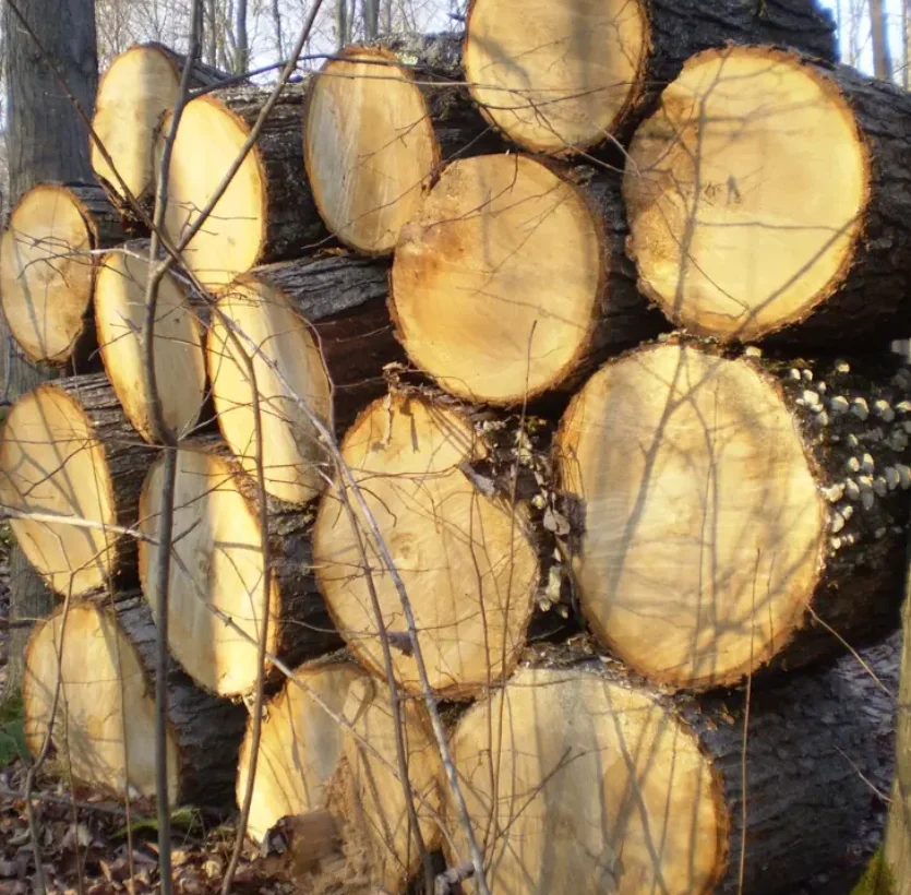 Cheap Pine Spruce Birch Oak Ash Logs/timber And Eucalyptus Timber Wood ...