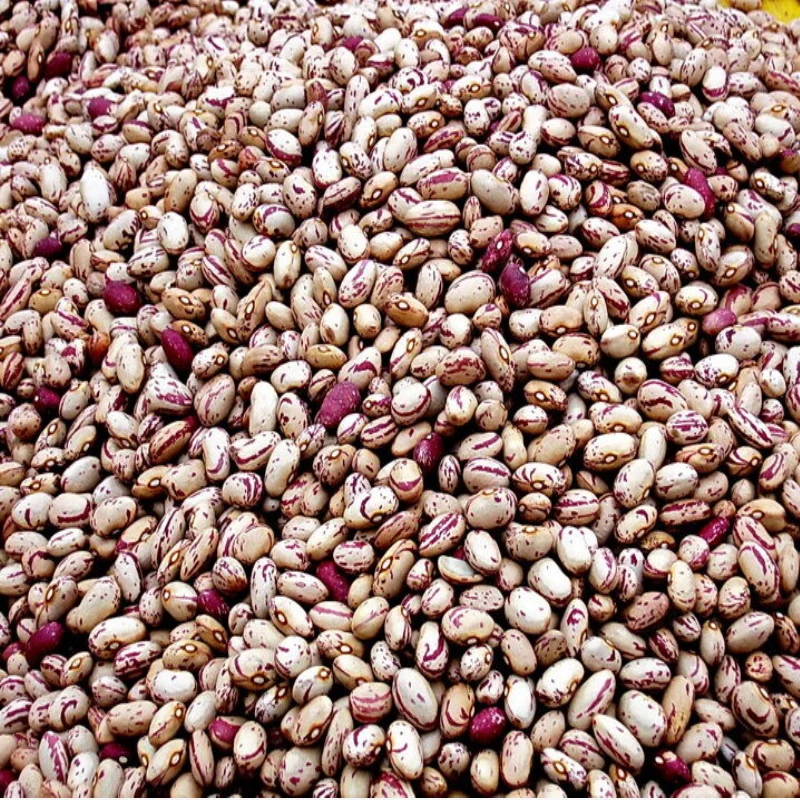 Dried Long Shape Light Speckled Kidney Beans Pinto Beans - Buy Red And ...