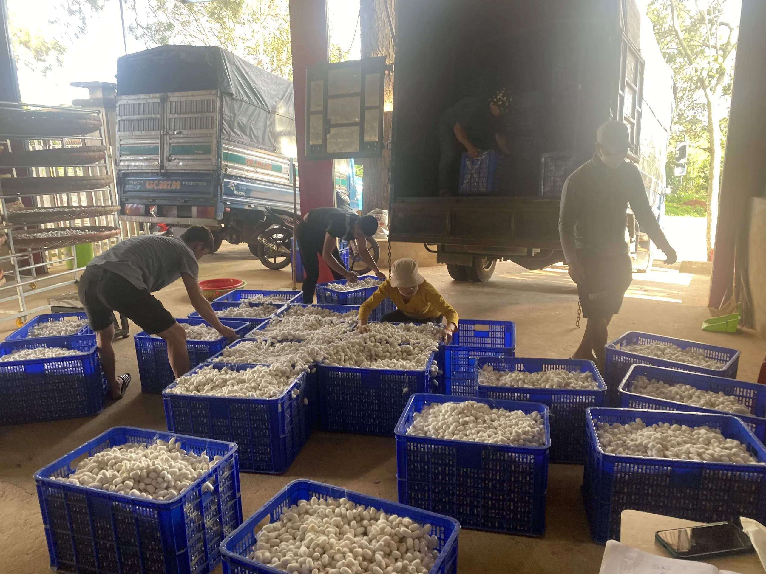 For Sale Silkworm Cocoon For Silk Fiber Mulberry White Silk Cocoon From ...