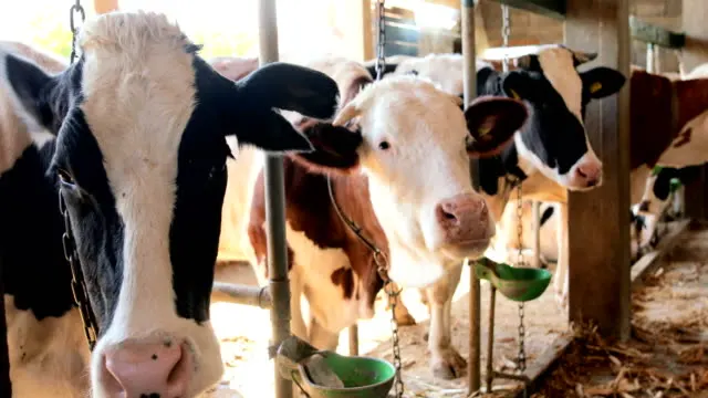 South Africa Holstein Friesian Dairy Cows And Pregnant Holstein Heifers ...