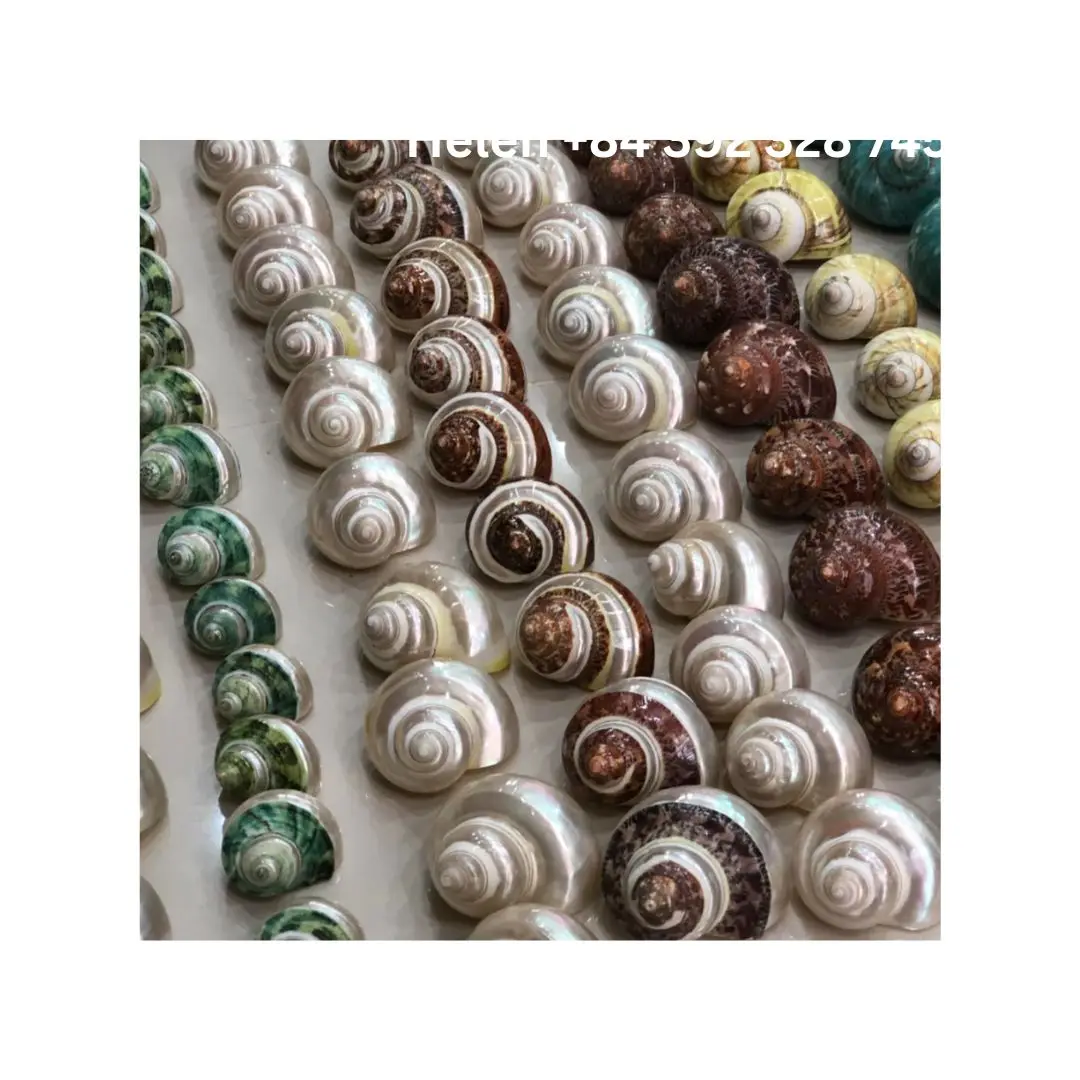 Natural Sea Shell Handicraft Vietnam Beautiful Mother Of Nature Gift ...