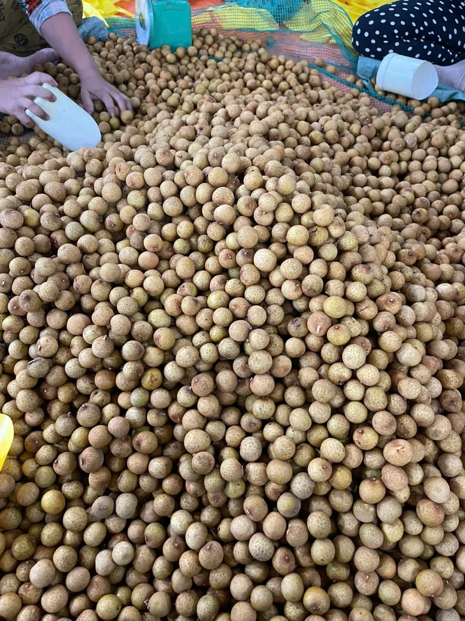 Alibaba.com: True Fruits Longan — Vietnam fresh longan with natural ...