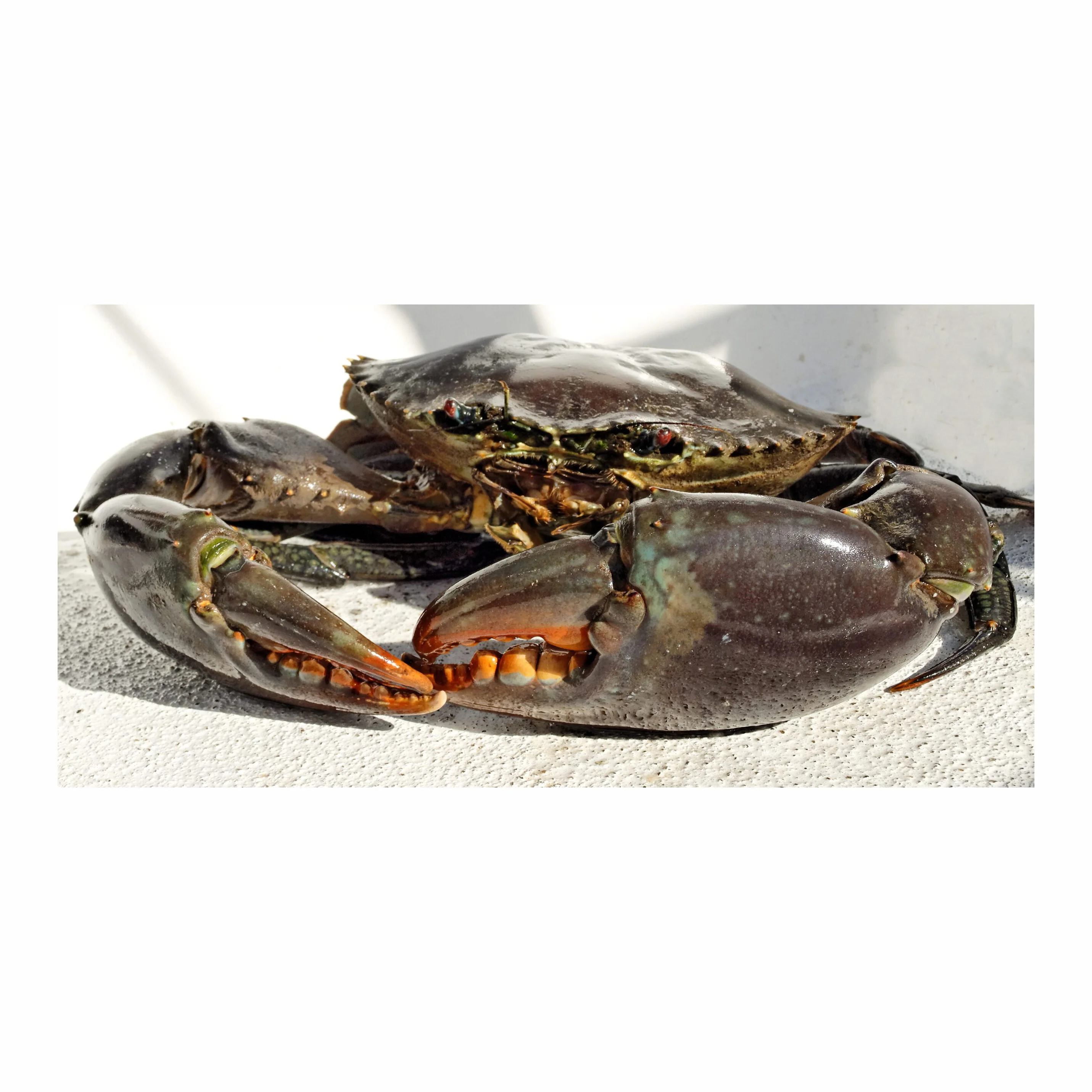 Live Mud Crabs Red King Crabs Whole Part Delicious Seafood Frozen Blue ...