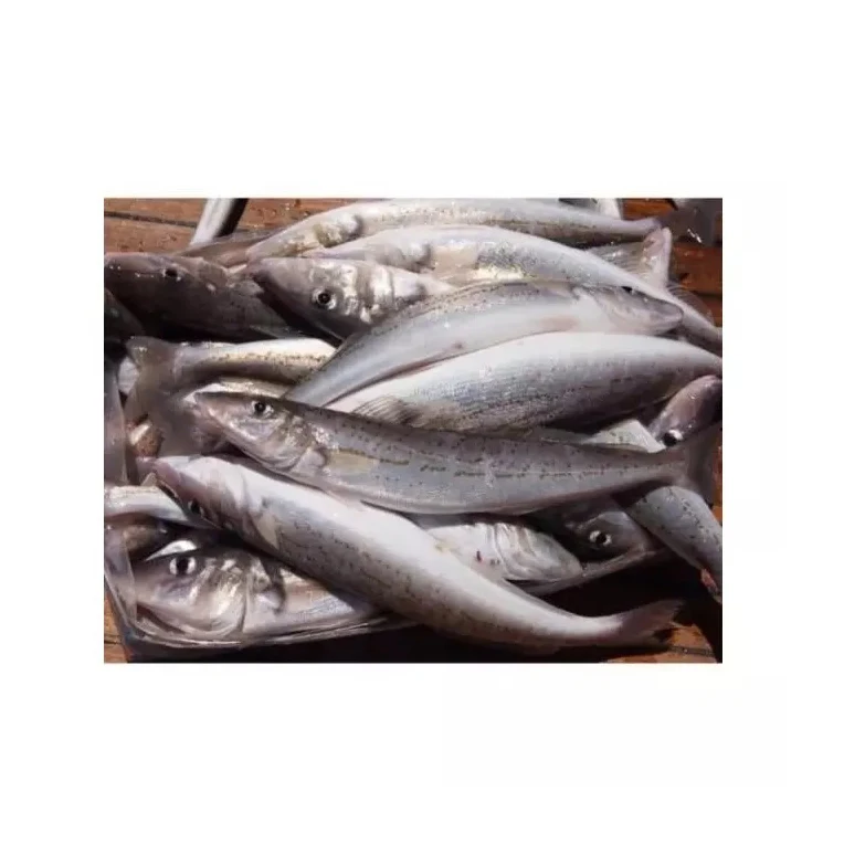 Fresh Frozen Hake Whole Fish Frozen Hake Fish Fillet Hake| Alibaba.com