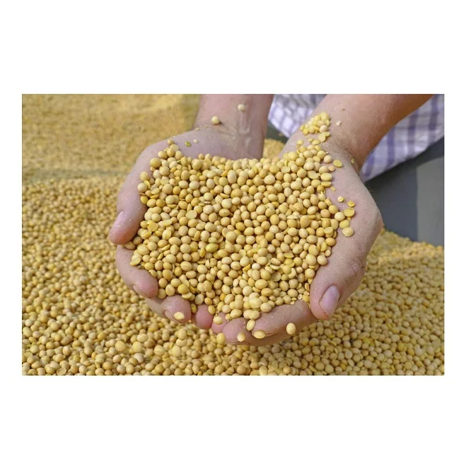 Sprouting And Food Grade Yellow Soybeans Top Quality Dry Soya Beans Non ...