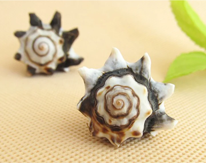 Natural Trumpet Triton Shell - Perfect for Home Decoration