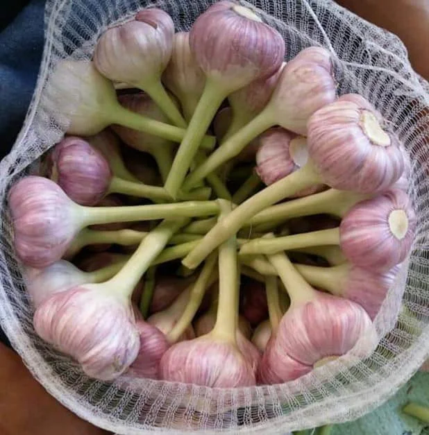 Fresh Chinese Garlic,Crop 2023,Exported From Egypt - Buy Chinese Garlic ...