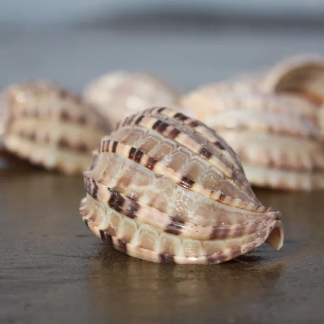 Ocean Big Size Tridacna Gigas Seashells for Home Decor