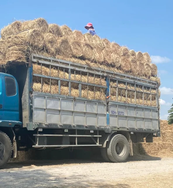 Dried Paddy Rice Hay/ Rice Straw For Exporting In Bulk Quantity ...