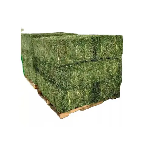 Premium Quality Alfalfa Hay / Timothy Hay,At Low Price / Cheap Top ...