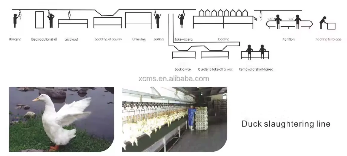 1000/hour Chicken Slaughter Line - High Efficiency Poultry Processing