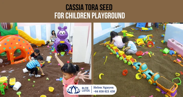 Cassia Tori Seed - High Quality from Blue Lotus Vietnam