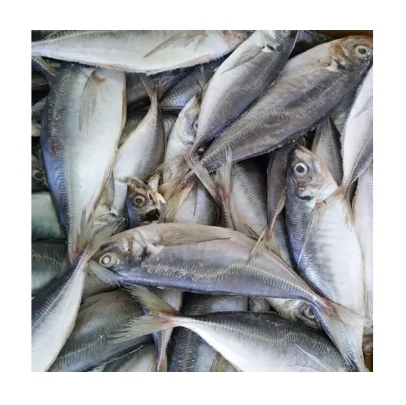 High Quality Seafood Frozen Horse Mackerel Blocks Fish / Mackerel Tuna ...
