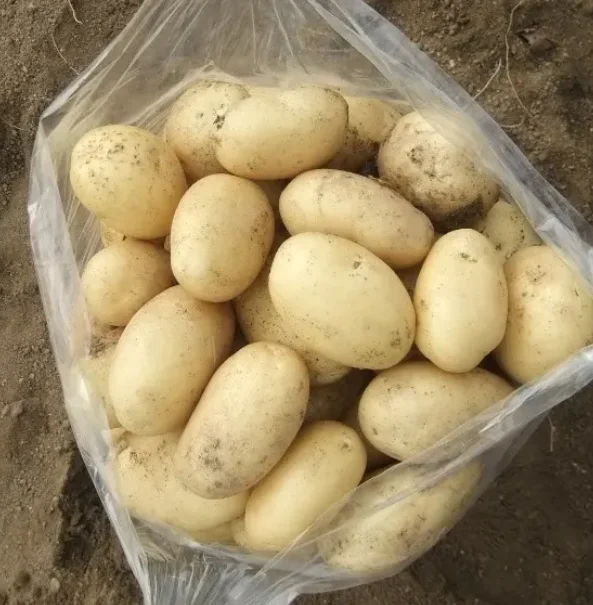 Fresh Potato From Philippines White Potato / Red Potatoes - Buy Fresh ...
