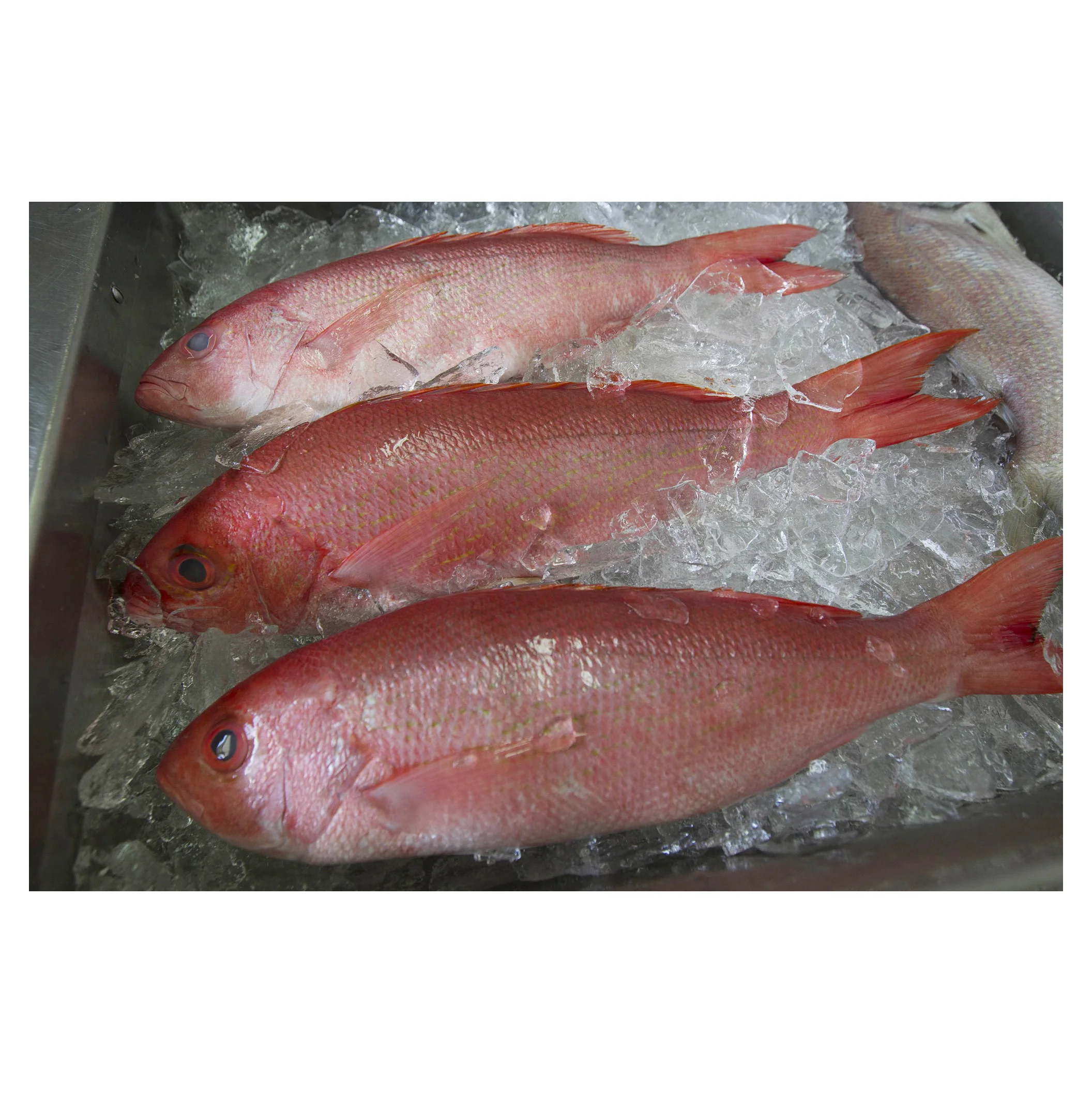 Hot sale frozen red grouper fish | Sea Bream | Horse Mackerel fish High ...