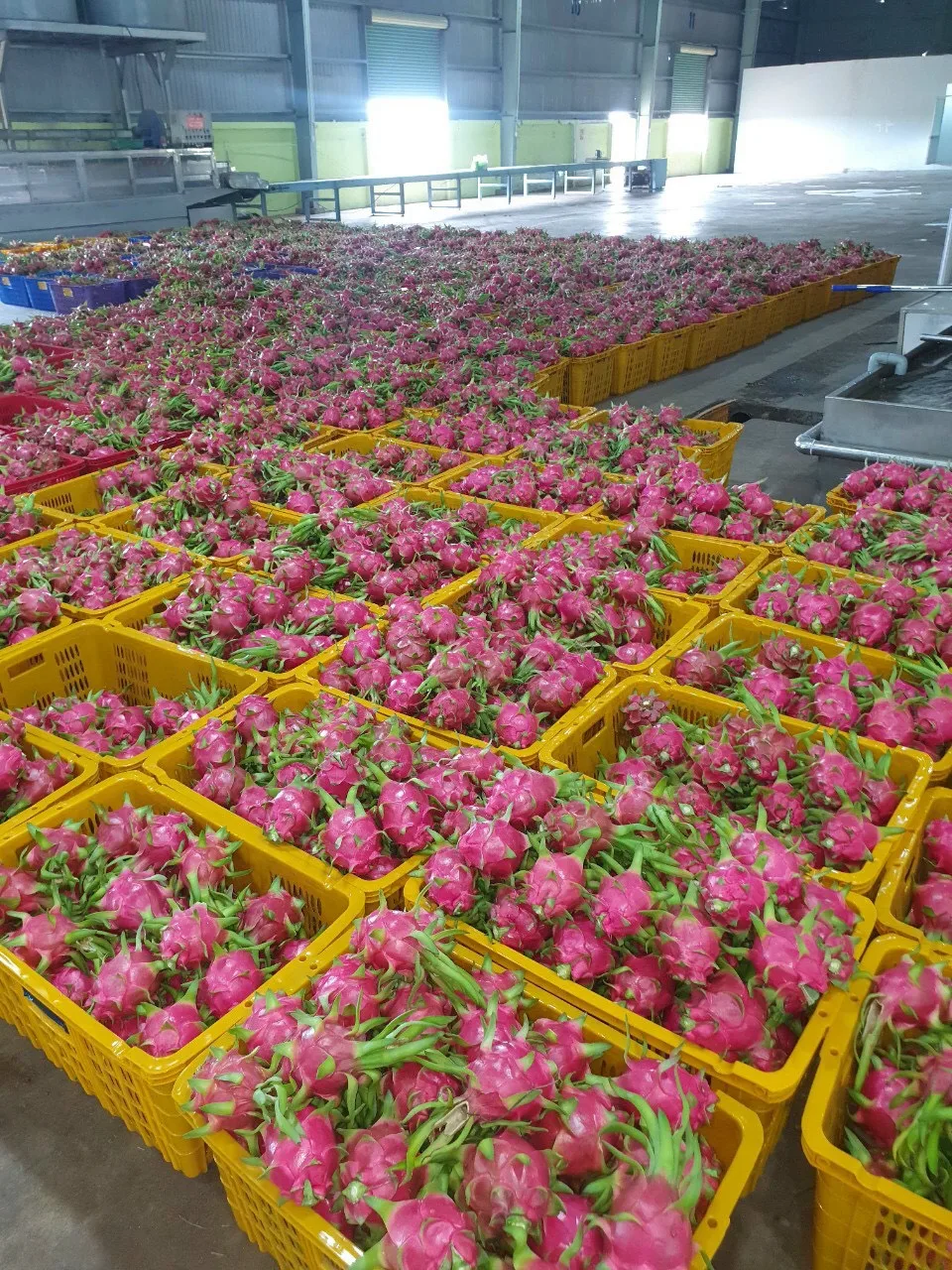 Fresh Dragon Fruit From Vietnam Farm - Purple Skin Color With Red Plesh ...