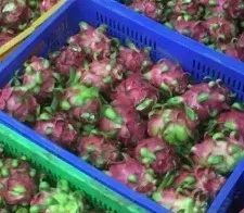 Fresh Dragon Fruit A Stunningly Beautiful Tropical Fruit With A ...