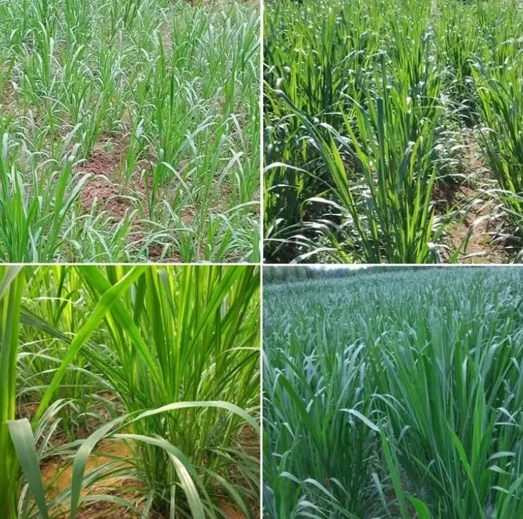 Alfalfa Chaff Cutter Juncao Seedlings Livestock Grass Seeds For Raising ...