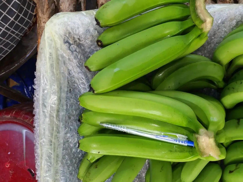 Green Cavendish Banana Fresh - Fresh Banana - Good Quality Fresh Fruit ...