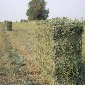 Freshly Harvested Alfalfa Stacked In Bales Bulk Supplier 550-600 Kg ...