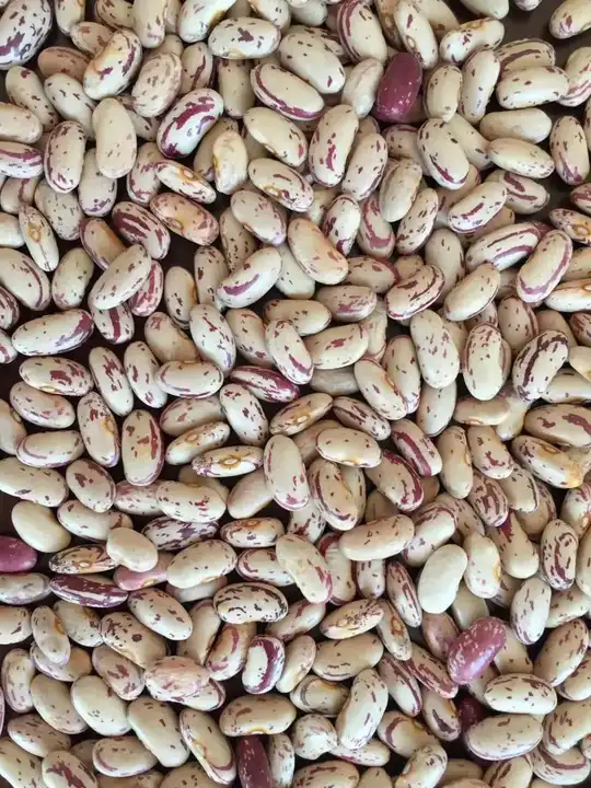 White Kidney Beans / Red Kidney Beans / Light Speckled Kidney Beans For Sales - Buy Dubai White ...