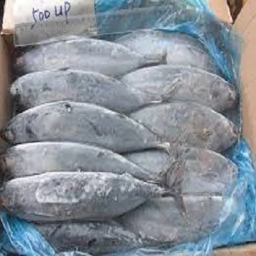 Wholesale Iqf Striped Tuna Skipjack Tuna Bonito Fish - Buy Canned Fish ...