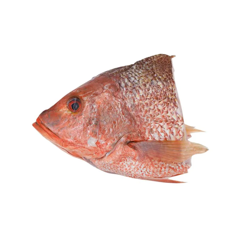 Whole Frozen Red Snapper Fish BQF Freezing Process Low-Sugar Low-Fat 2-Year Shelf Life Best ...