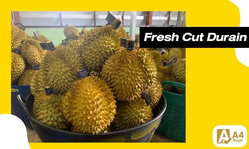 Fresh Cut Durian Fruits For From Thailand Quality Tropical Style Gap ...