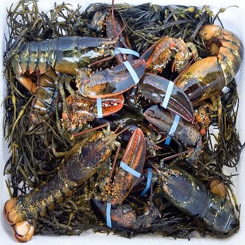 Fresh Affordable Frozen Whole Seafood Giant Red Lobsters - Buy Fresh ...