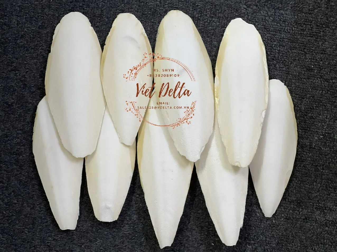 Cuttlebone Cuttlefish Sepia Bone Cuttle Fish Bird Food Calcium ...