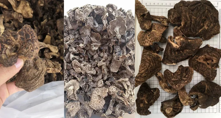Cheap Price 2023 Dried Sarcodon Imbricatus Mushroom From Blue Lotus ...
