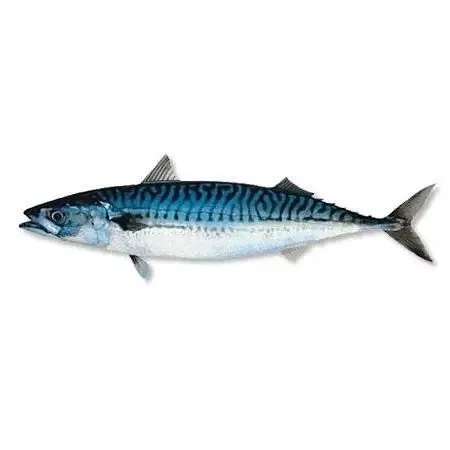 Whole Round Mackerel Fish Frozen Pacific Mackerel Best Price/frozen ...