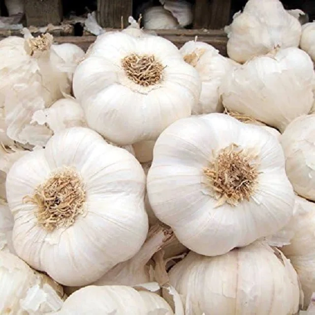 Fresh Garlic 2024 Crop Supply As Garlic Normal White And Pure White ...
