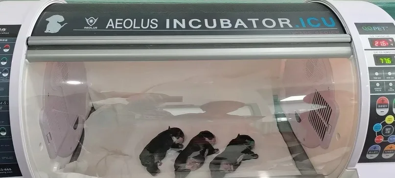 Incubator Chamber Transport Pet Icu Aeolus Bird Brooder Incubadora Para Cachorros - Buy Icu ...