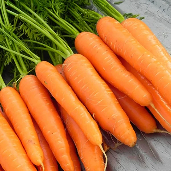 Fresh Natural Red Carrots Available For Export At Wholesale Price - Buy ...