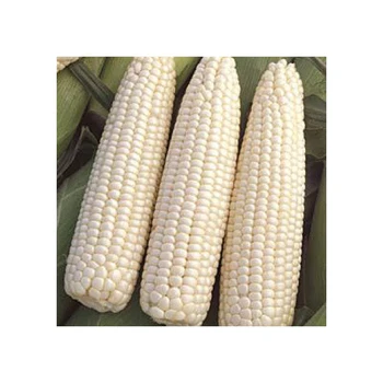 White Bulk Sweet Fresh Kernel Corn Dragon Style June Storage Packing 14 ...
