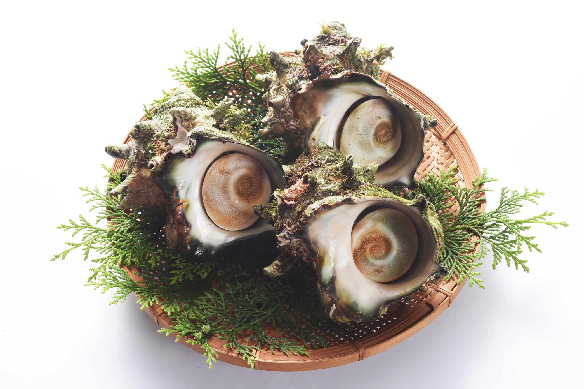 Japanese Luxury Frozen Seafood Gift-Box of Sazae Shellfish