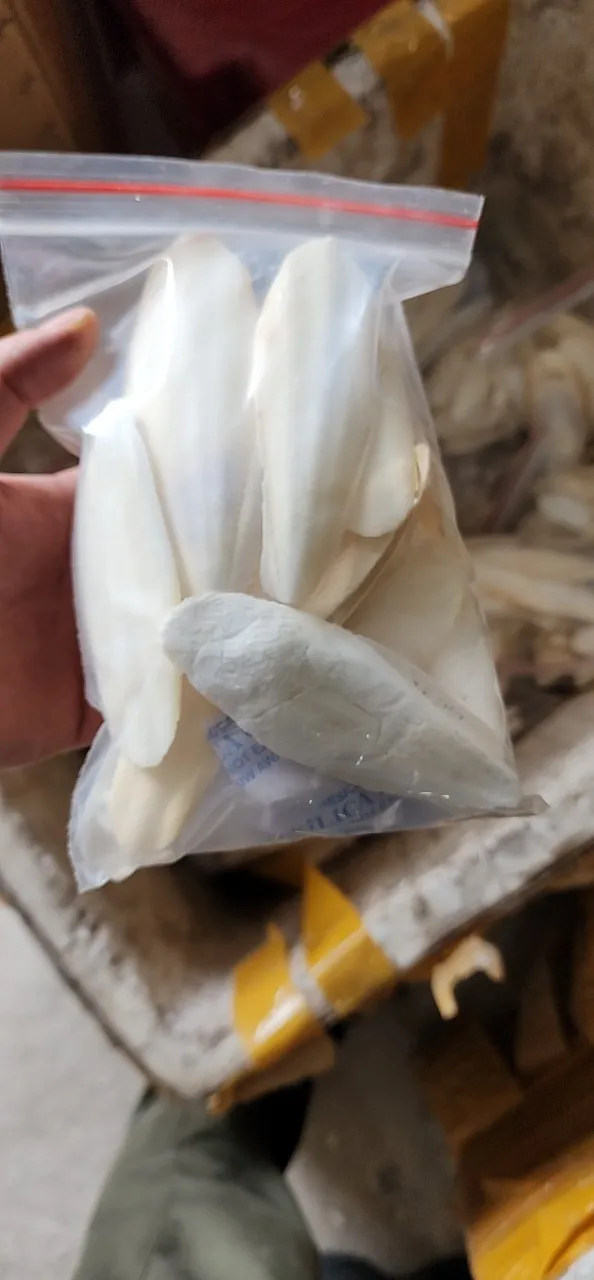 [best Seller] Natural Trimmed Cuttlefish Bone For Animal Feed From ...