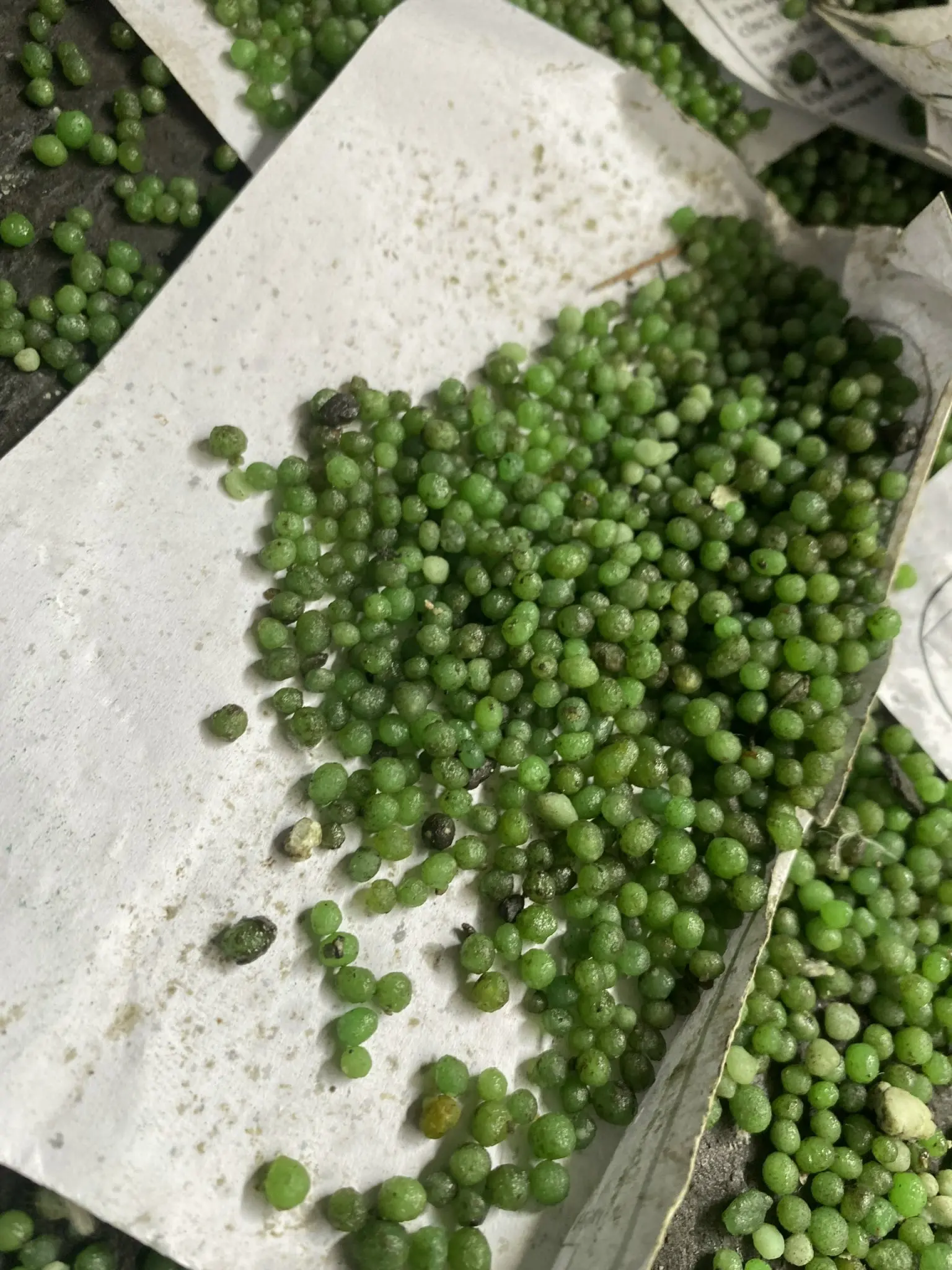 High Quality Dap Fertilizer Price Dap 18-46-0 Fertilizer Diammonium ...