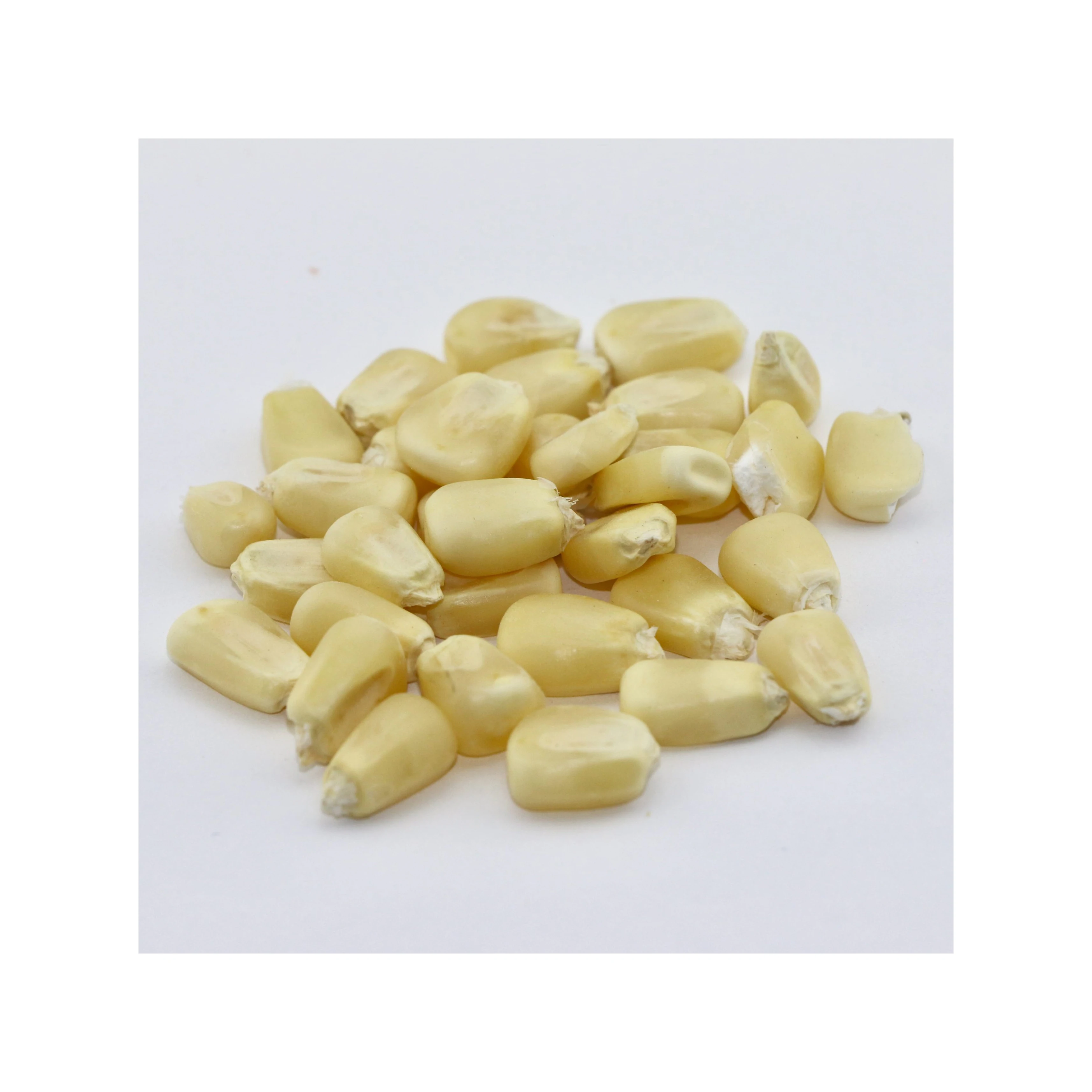 Dry White Corn For Animal Feed / Dry White Corn For Popcorn - Buy ...