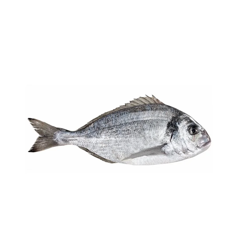 High Quality Frozen Black Sea Bream Fish At Cheap Price Manufacturer ...