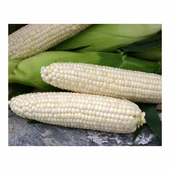 Dried White Maize / Dried Yellow Corn For Animal Feed - Buy Bulk Grain ...